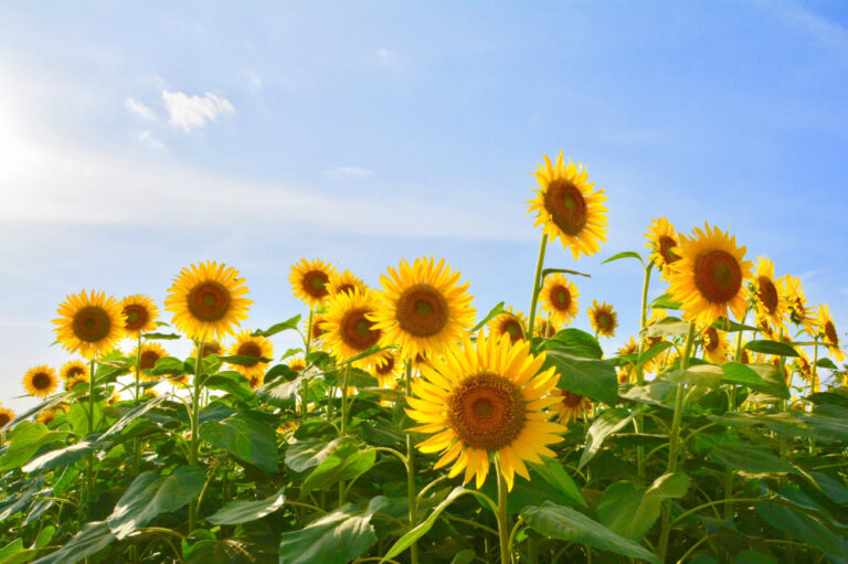 Delrin® 卓越表现 - Delrin