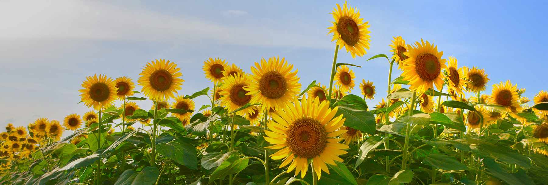 Delrin® Sustainability - Delrin