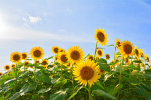 Supplier Center - Delrin